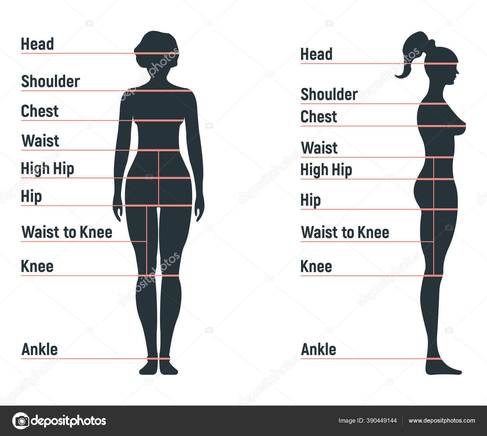 Female Size Chart Anatomy Human Character People Dummy Front View Stock ...