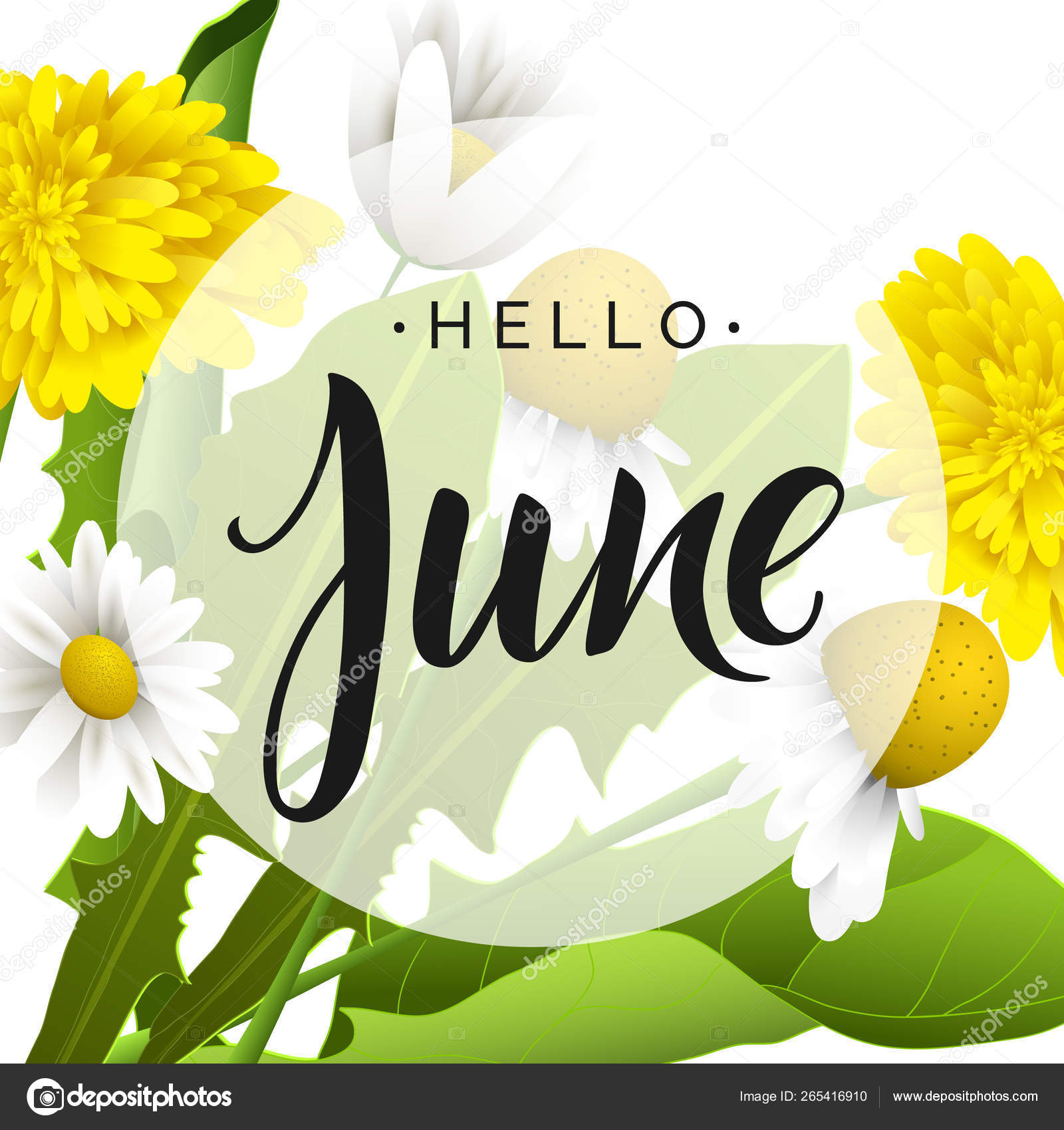 Lettering Hello June Yellow Dandelions Camomiles White Background Stock ...