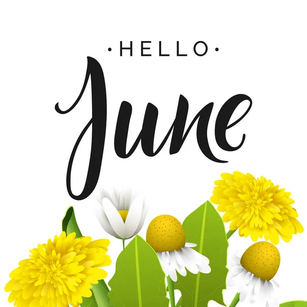 Lettering Hello June Yellow Dandelions Camomiles White Background Stock ...