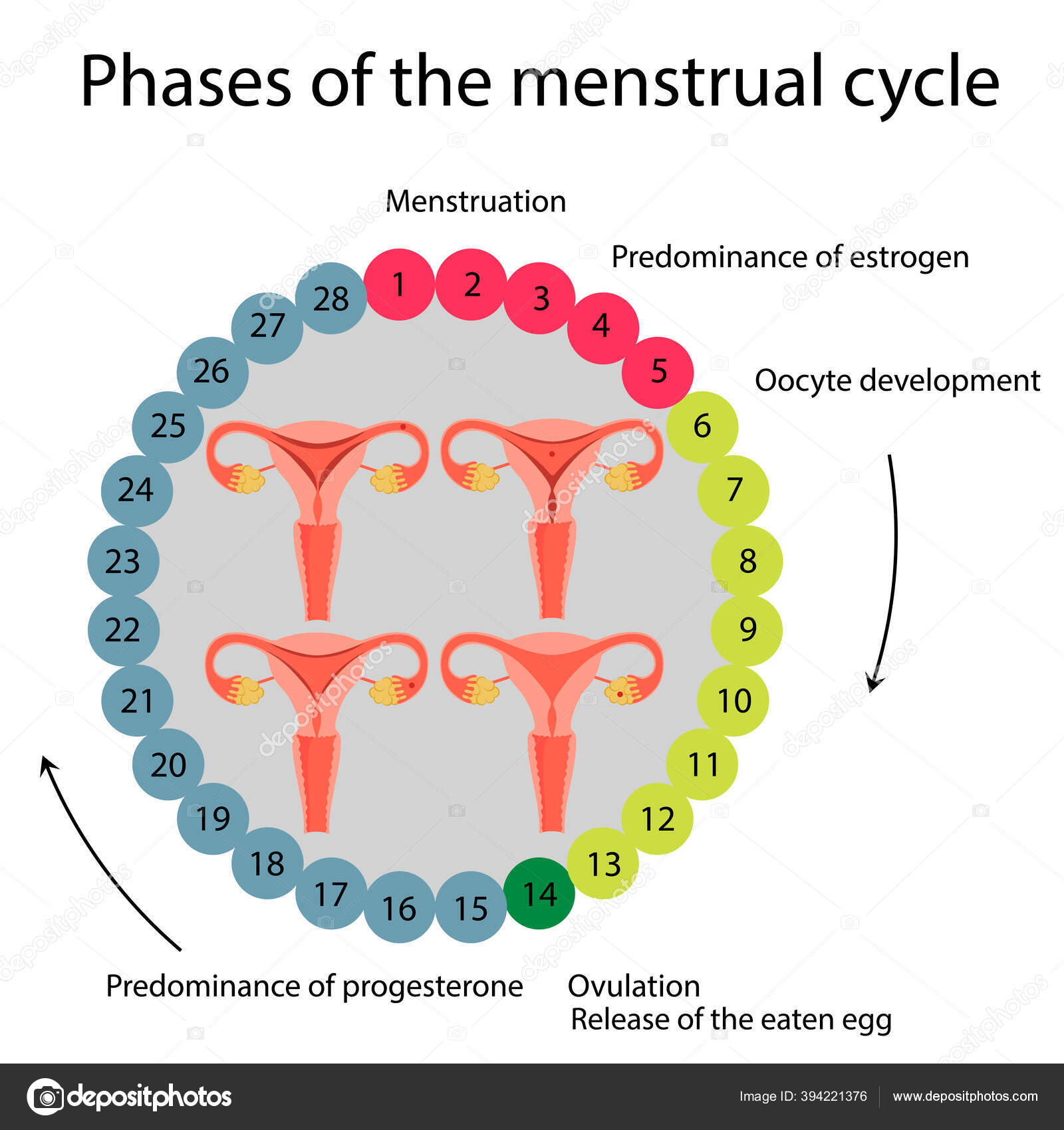 Menstrual cycle 28 - day cycle. Stock Vector Image by ...