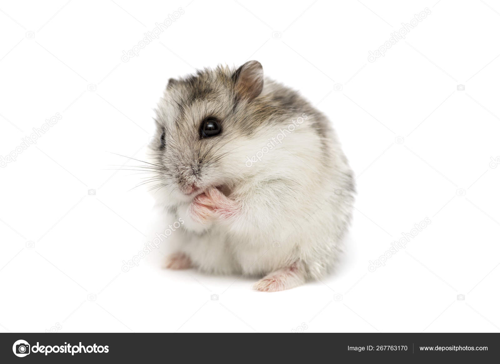 Hamster Syrien Blanc Syrian Hamster Facts, Diet, Habitat & Pictures