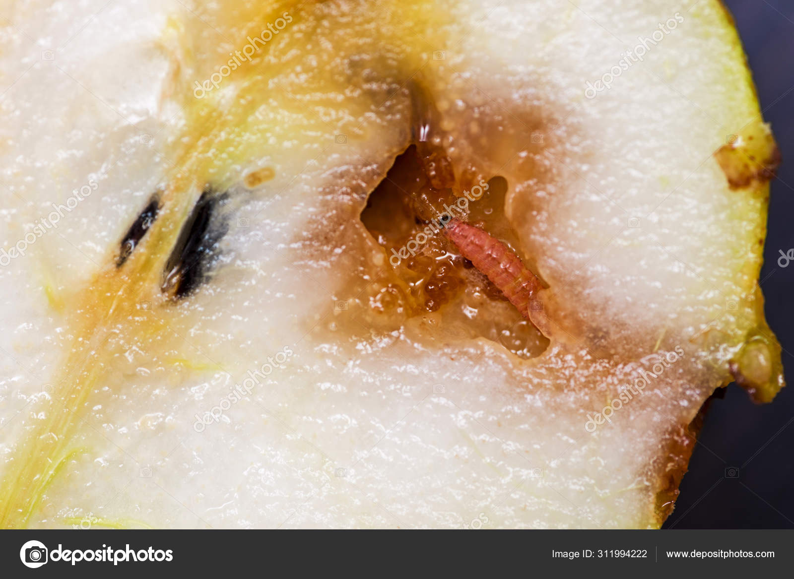 Caterpillar eating a pear. Worm (maggot larva) eating pear. Half of a ...