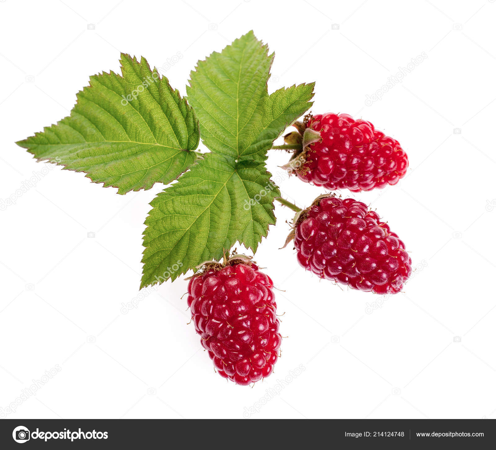 Raspberry Green Leaf Isolated White Background Stock Photo by ...