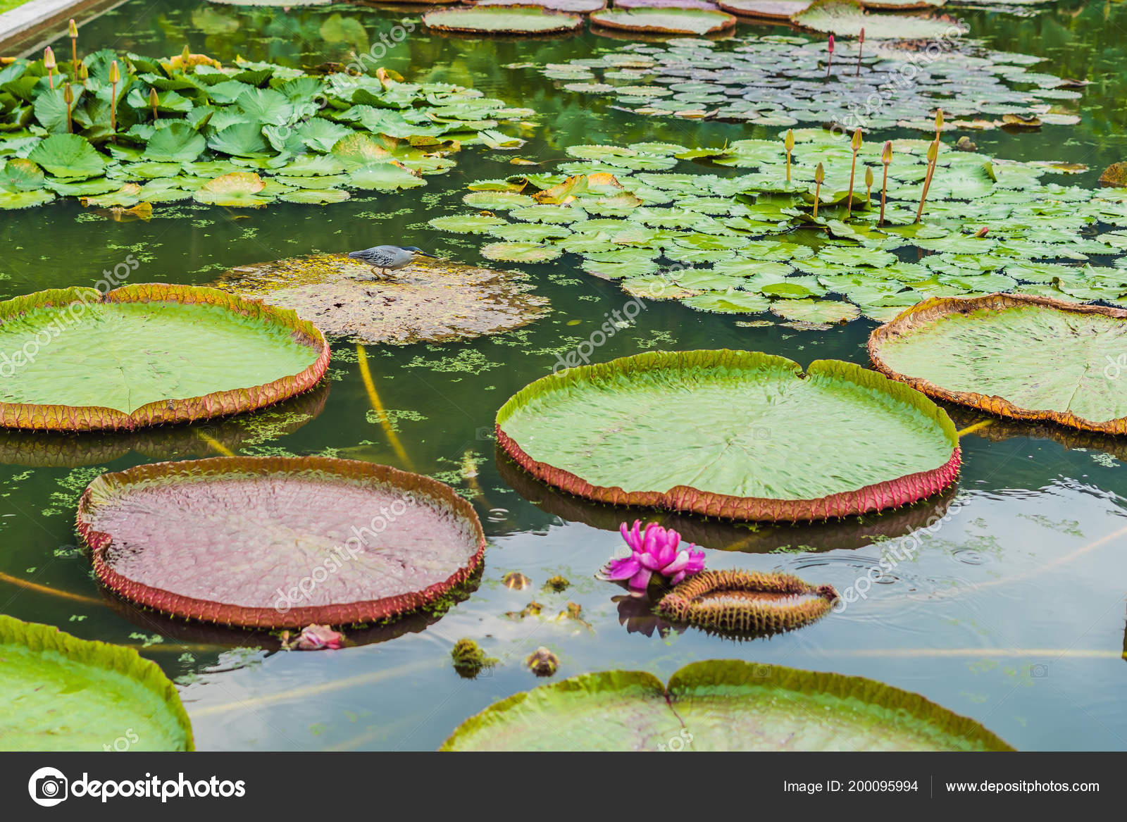 Amazon Rainforest Water Lily