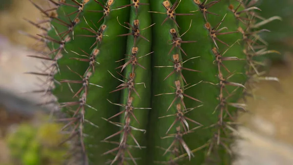Different types of cacti Stock Photos, Royalty Free Different types of ...