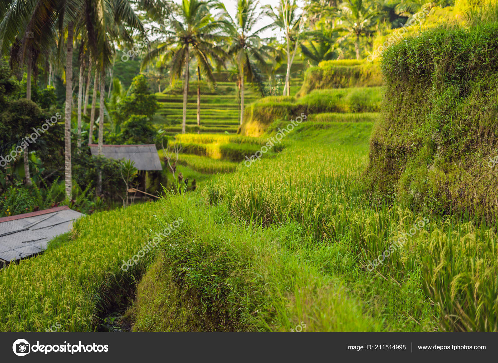 Green Cascade Rice Field Plantation Tegalalang Terraces Bali Indonesia ...