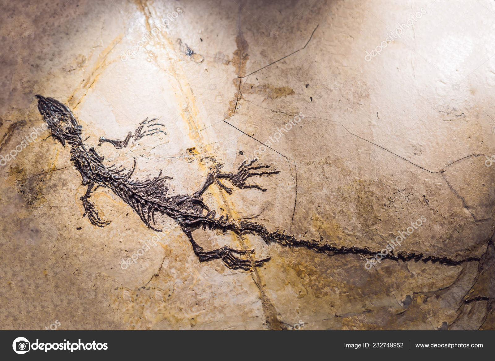 Close Prehistoric Dinosaur Fossil Imprint Sediment Stock Photo by ...