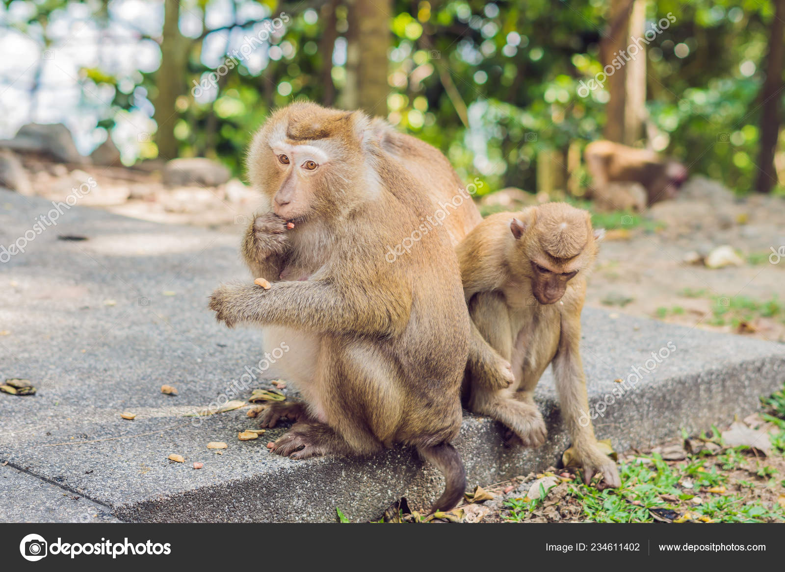 A macaca monkey, Khao Toh Sae Viewpoint on the Highest Hill in Phuket ...