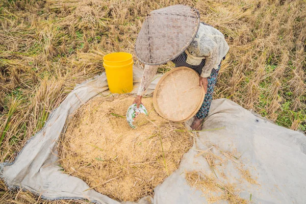 Female harvesting rice Stock Photos, Royalty Free Female harvesting ...