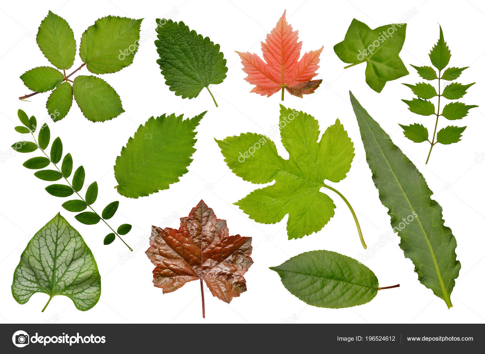 Set Various Leaves Plants Herbs Bushes Trees Herbarium Isolated White ...
