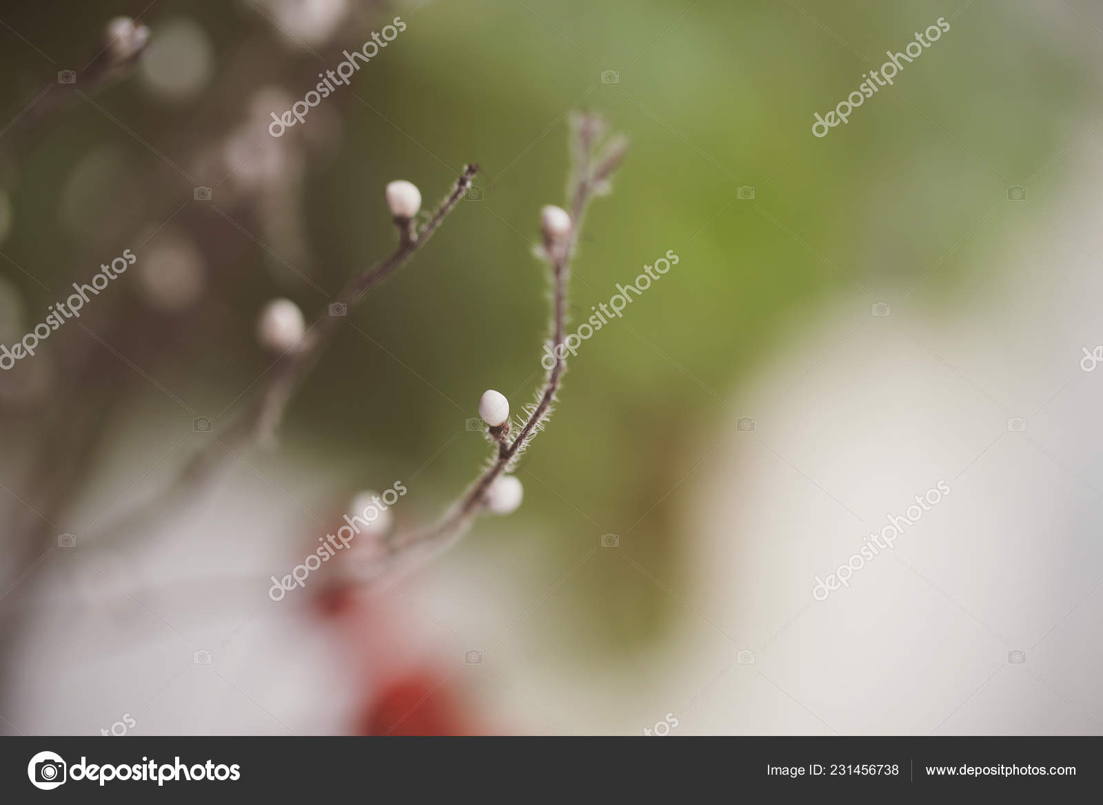 Young Plant Grows Nature Birth New Life — Stock Photo © 26101981 #231456738
