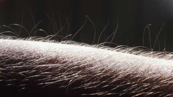 256 Braço peludo Videos, Royalty-free Stock Braço peludo Footage ...