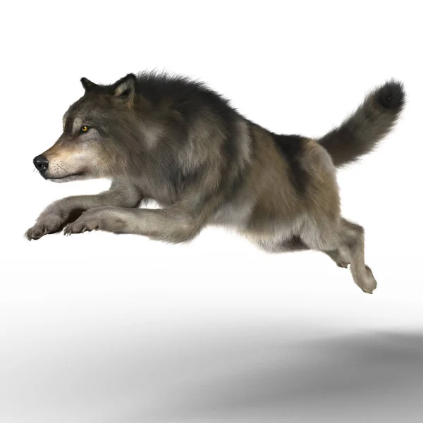 Wolf Running Png