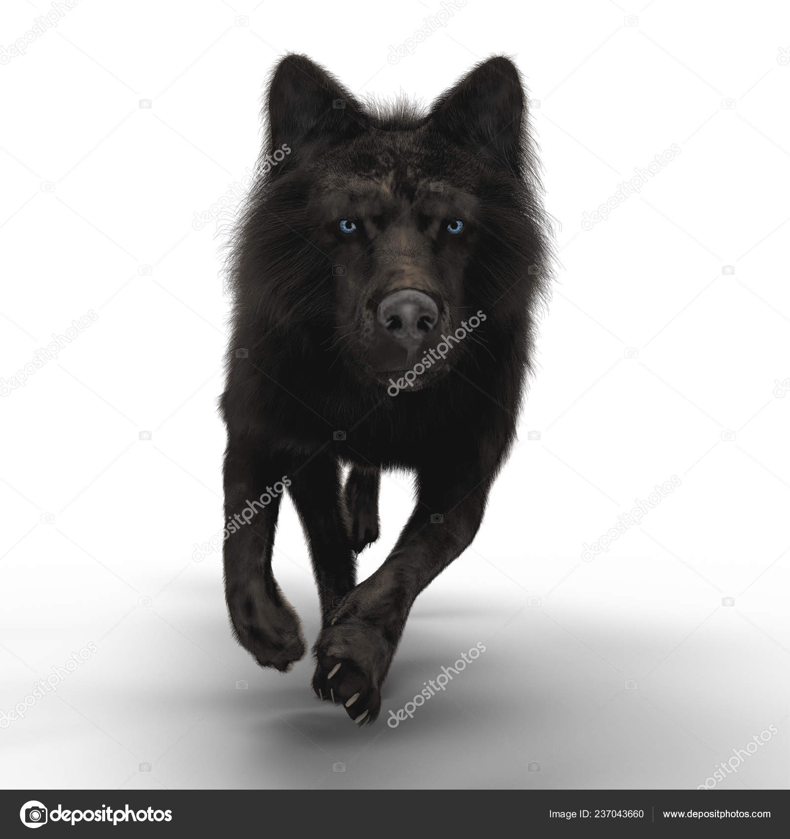 Black Wolf Running