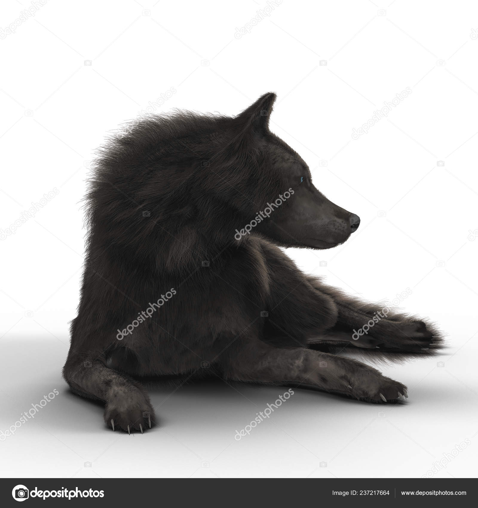 Black Wolf Lying Down