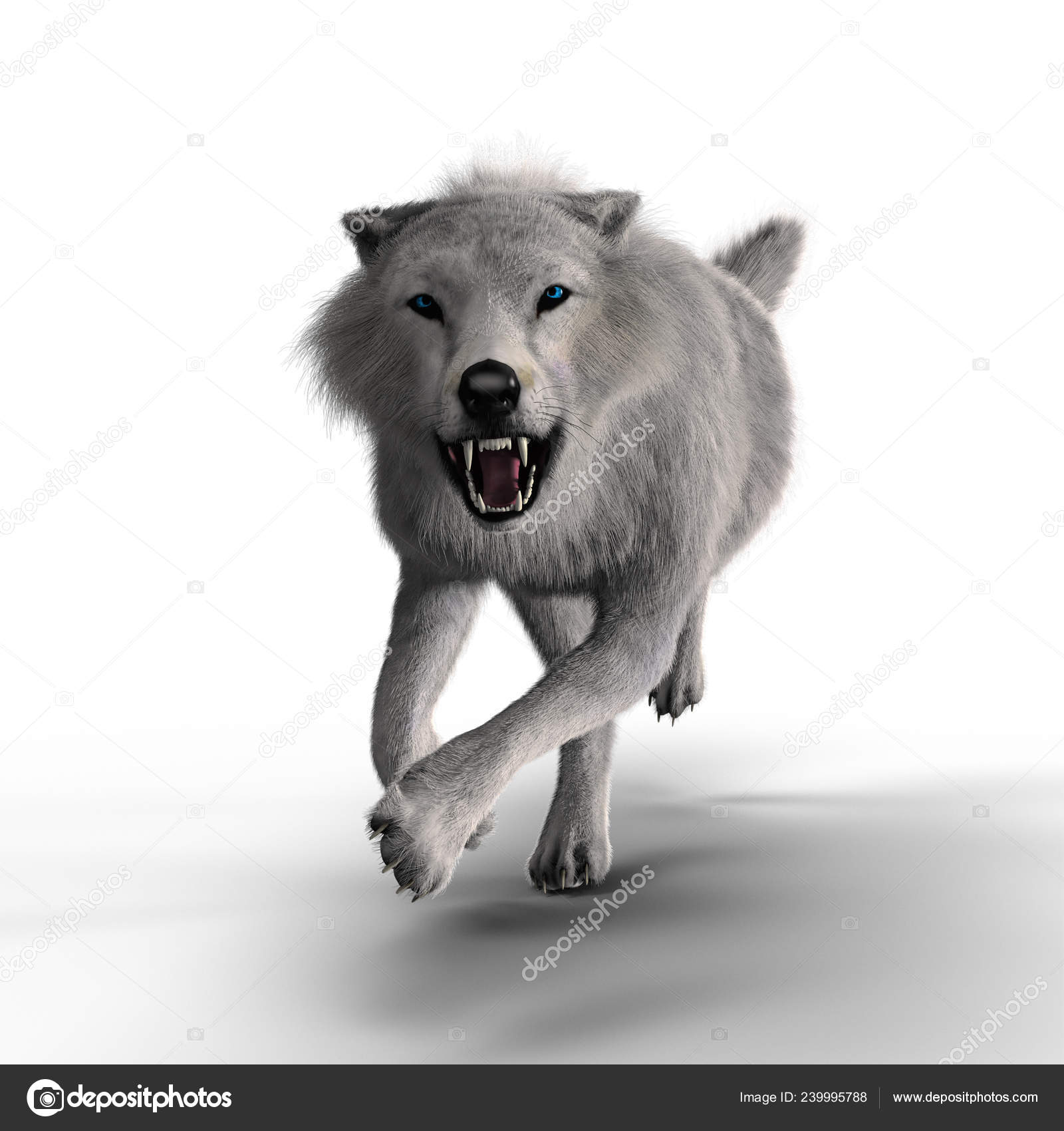Wolf Snarling Front View
