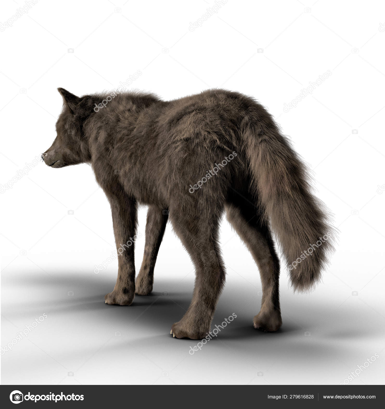 Wolf Back View Sitting