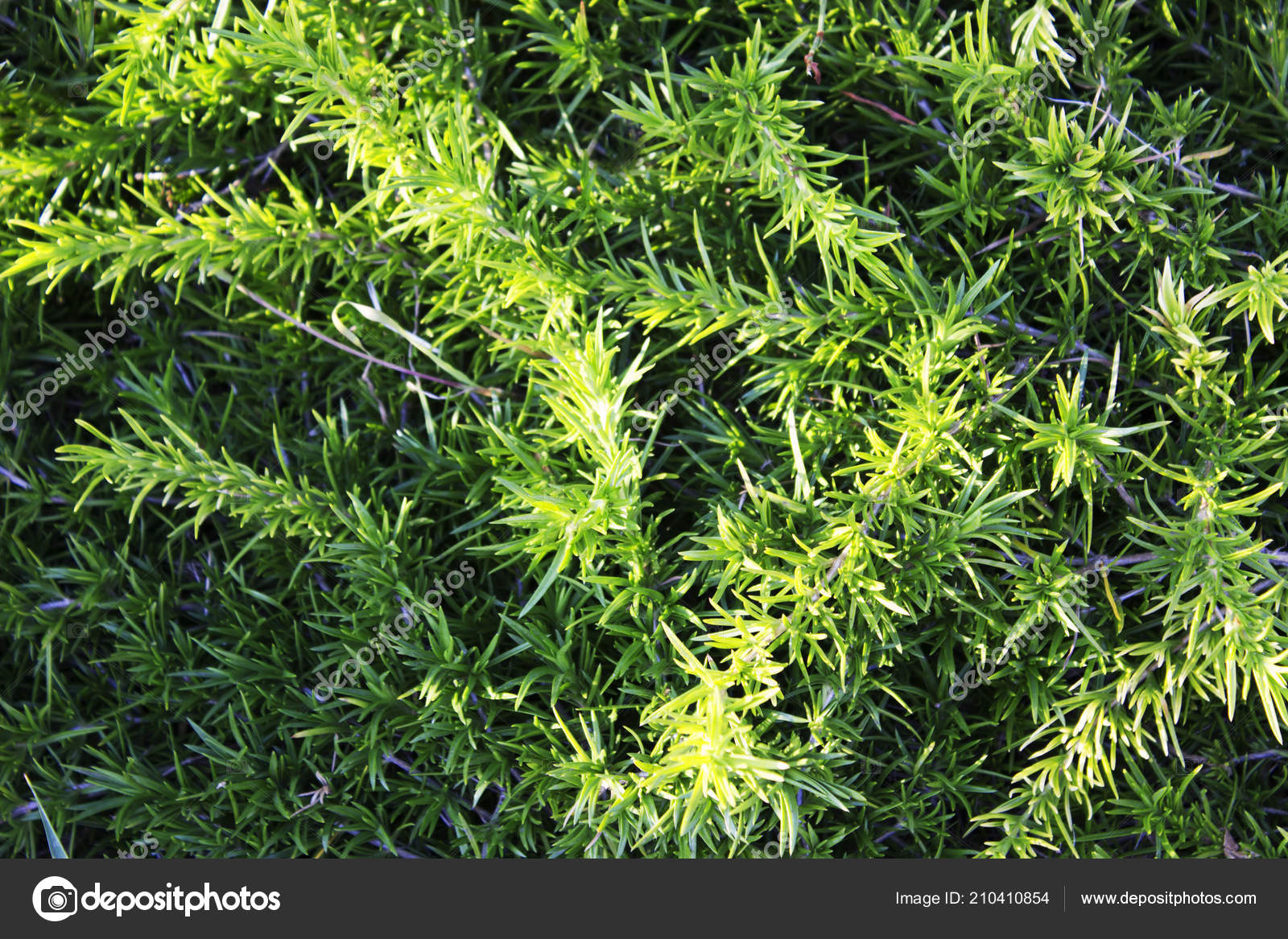 Phlox Subulata Foliage