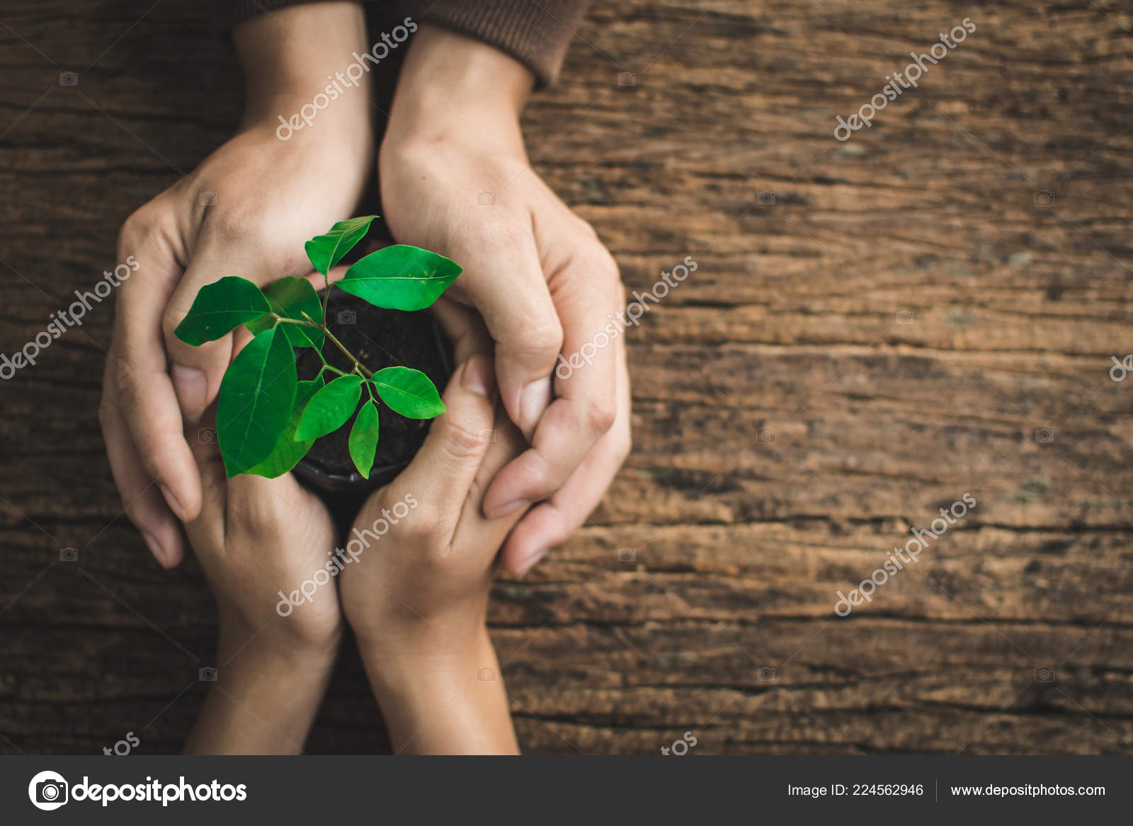 Human Hand Protecting Little Plant Concept Earth Day Environment Ozone ...