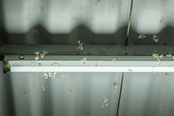 Termite volante images libres de droit, photos de Termite volante ...