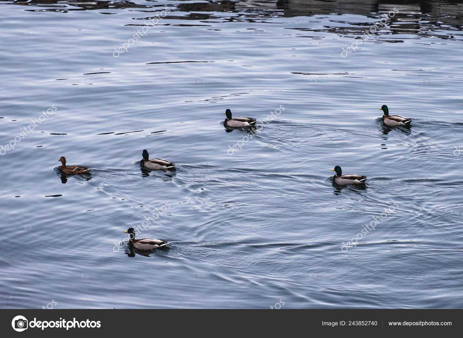 Herd Dabbling Duck Orderly Floating Coastline Winter Time — Stock Photo ...