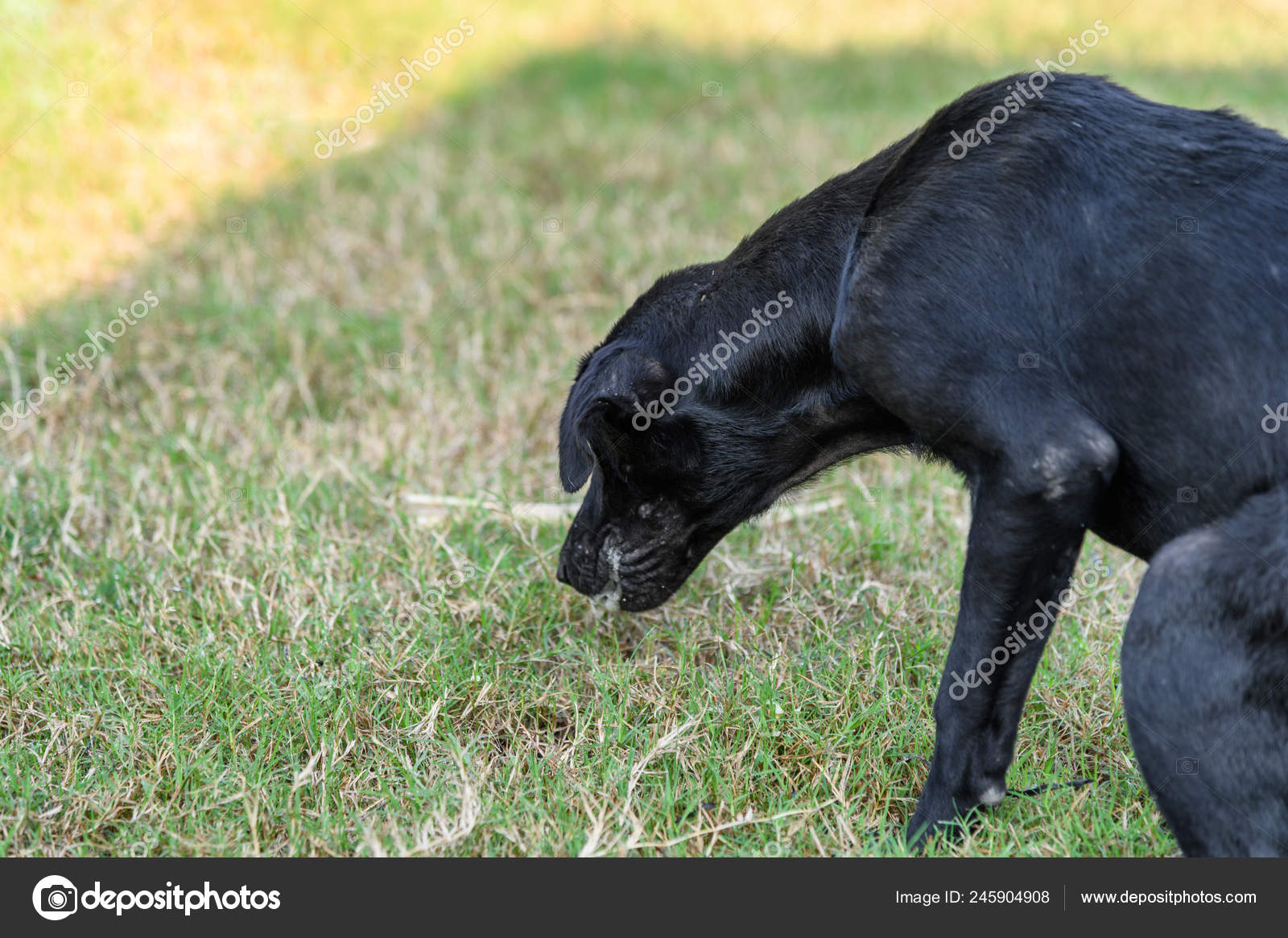 Black Domestic Dog Stoop Body Vomit Mucus — Stock Photo © Mumemories ...