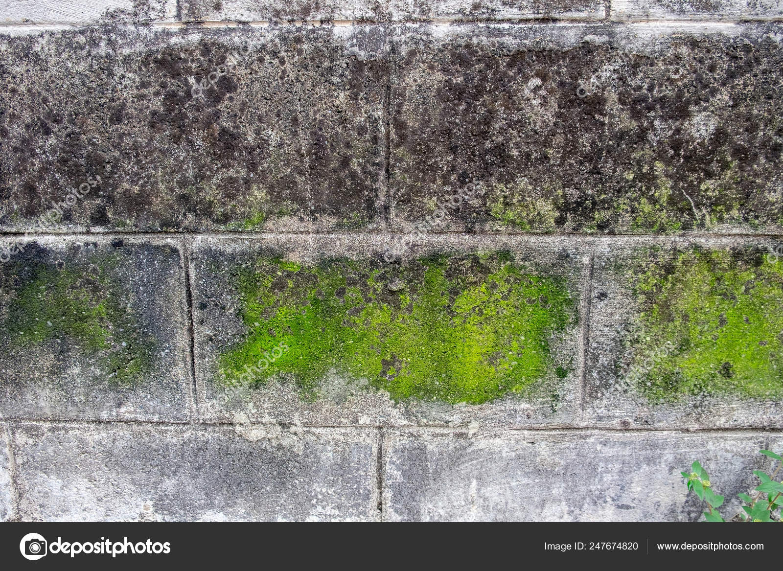 Wall white brick dirty lichen with green moss stain — Stock Photo ...