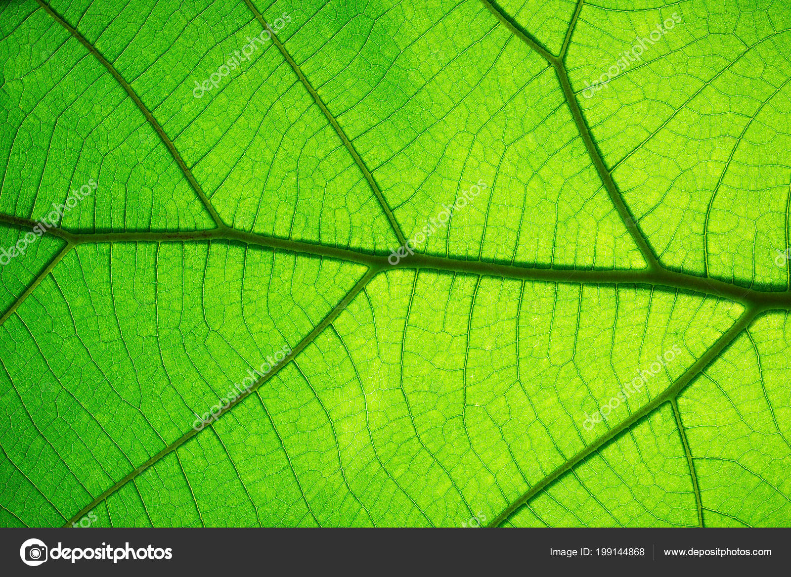 Leaf Texture Pattern Spring Background Texture Green Leaves Ecology ...