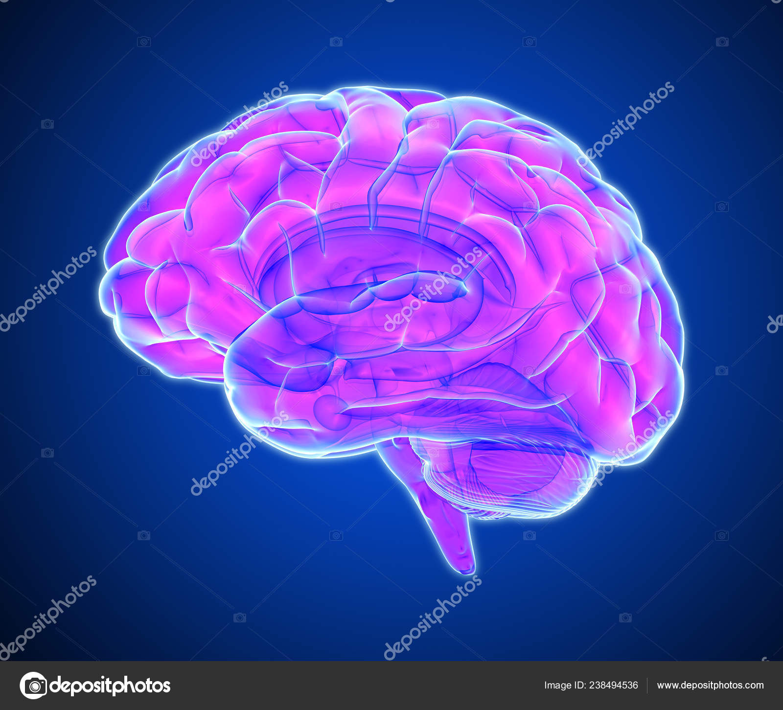 Purple Pink Glowing Xray Brain Illustration Isolated Dark Blue ...