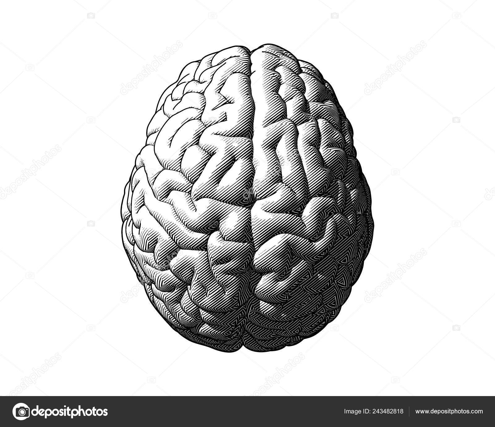 Brain Front View Drawing