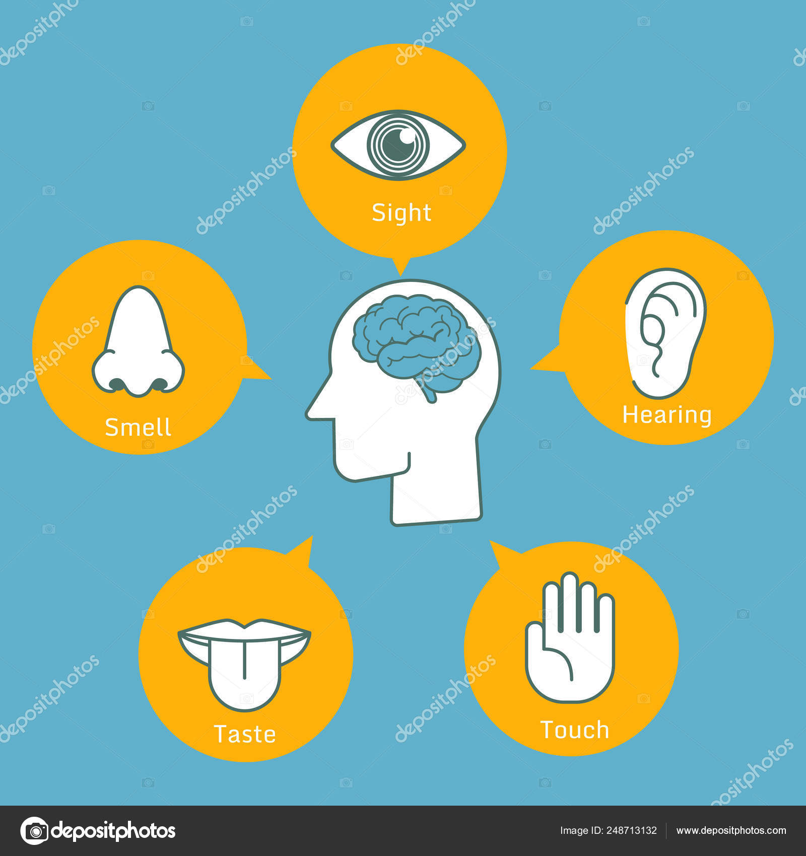Colorful five human senses illustration infographic Stock Vector Image ...