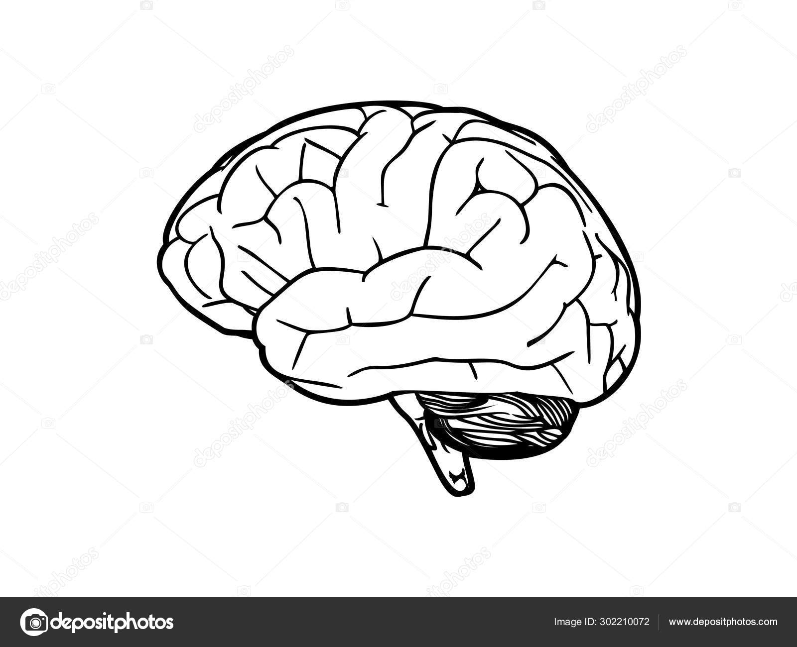 Brain Drawing Side View