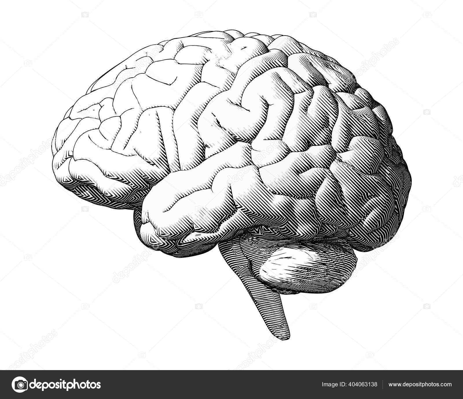 Human Brain Drawing Side View