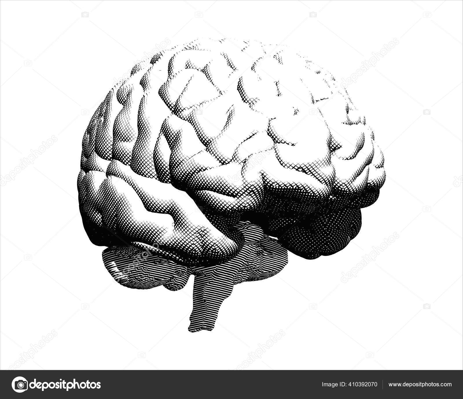 Brain Drawing Front