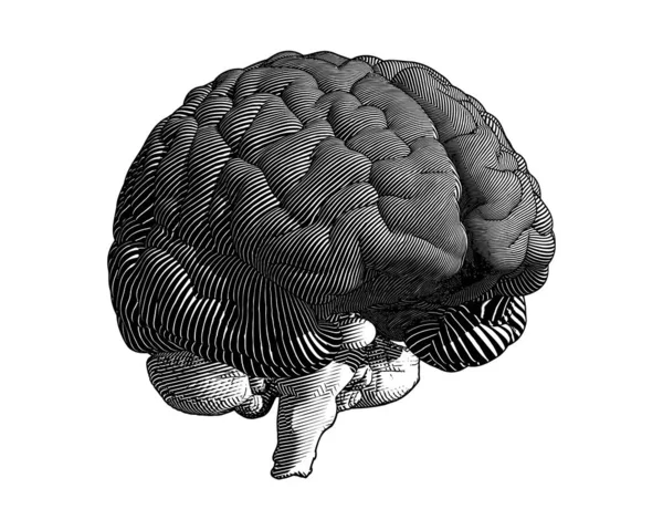 Human Brain Drawing Front View