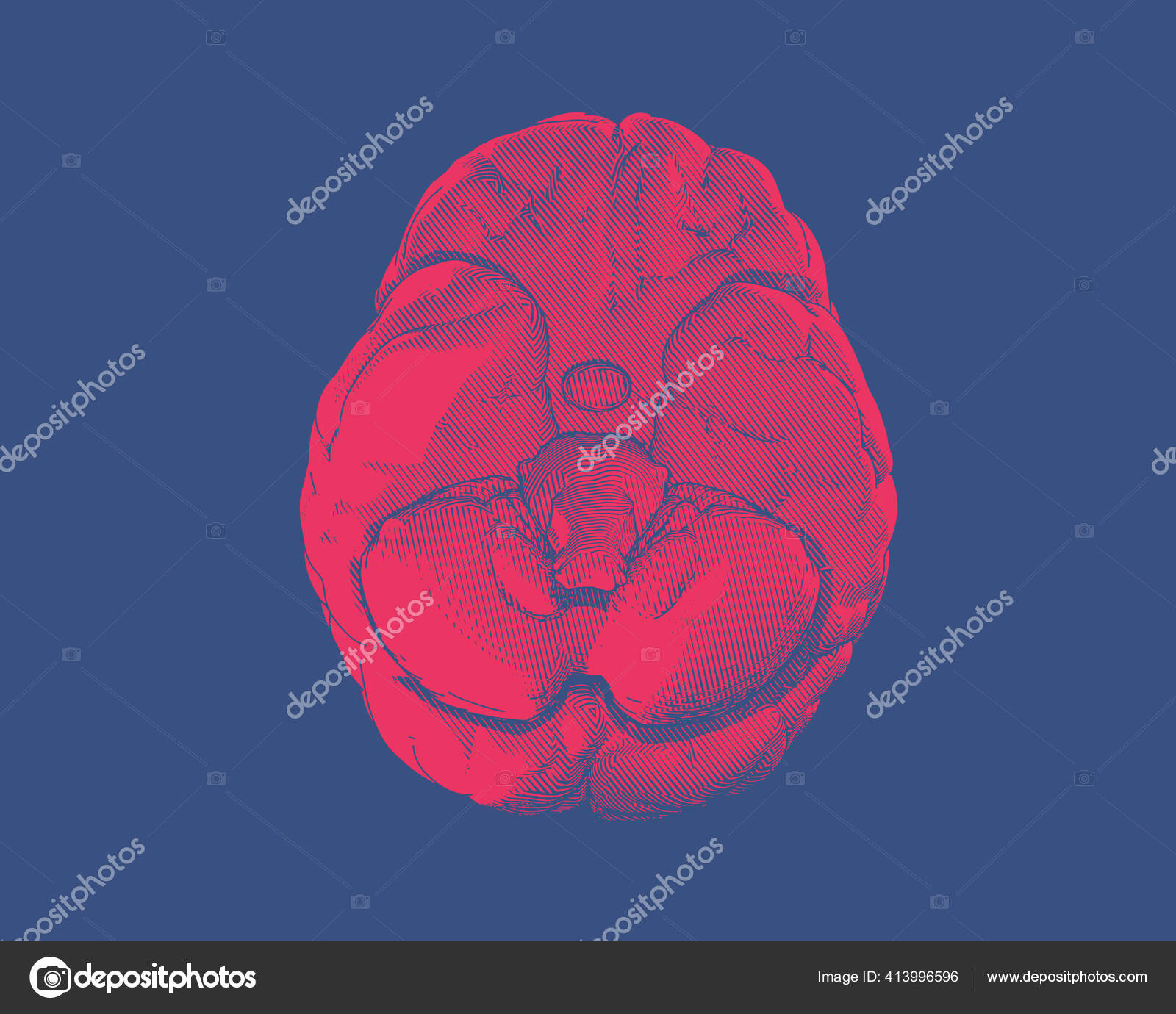 Bright Red Human Brain Engraving Drawing Bottom View Isolated Deep ...