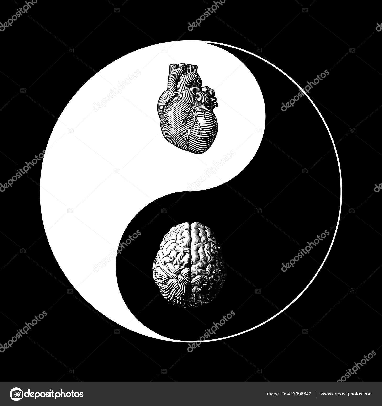 Monochrome Black White Yin Yang Chinese Symbol Human Brain Heart Stock ...