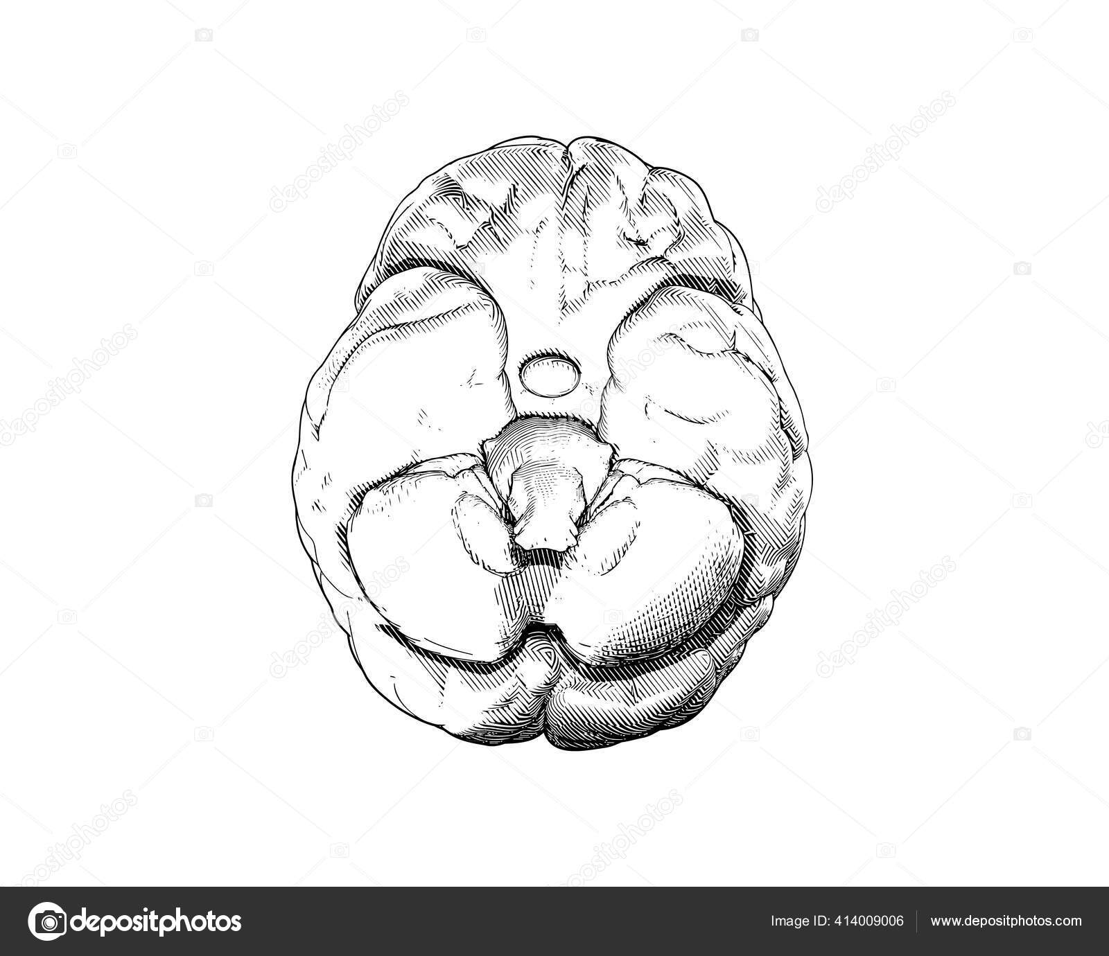 Human Brain Monochrome Vintage Engraving Drawing Bottom View Isolated ...