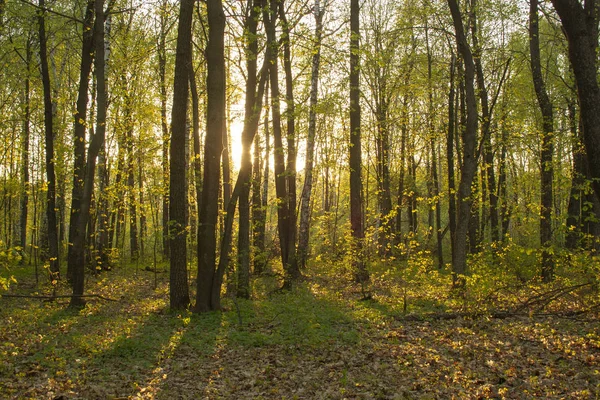 Beautiful evening sunset in the woods with sunrays. Summer forest ...