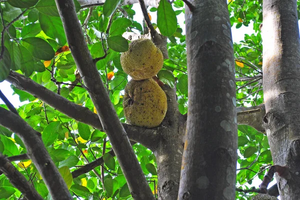 Fruta de macaco madura Stock Photos, Royalty Free Fruta de macaco ...