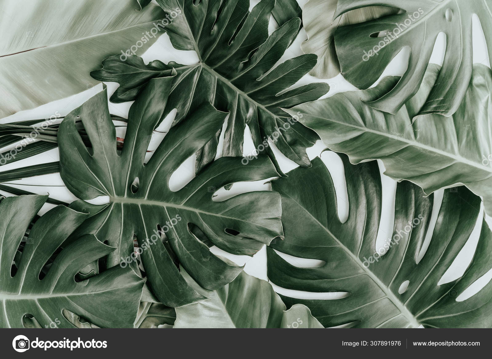 Abstract green leaves background. Stock Photo by ©werayuth 307891976