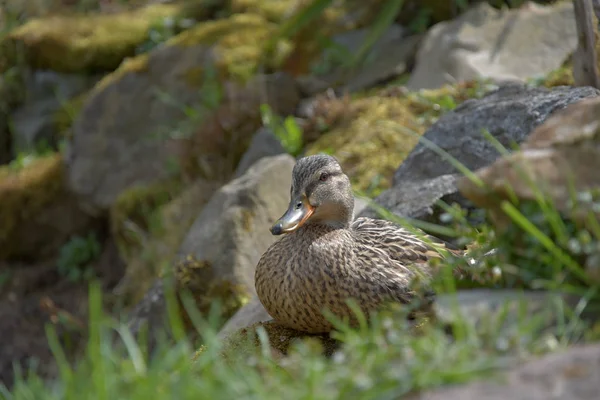 Mountain duck Stock Photos, Royalty Free Mountain duck Images ...