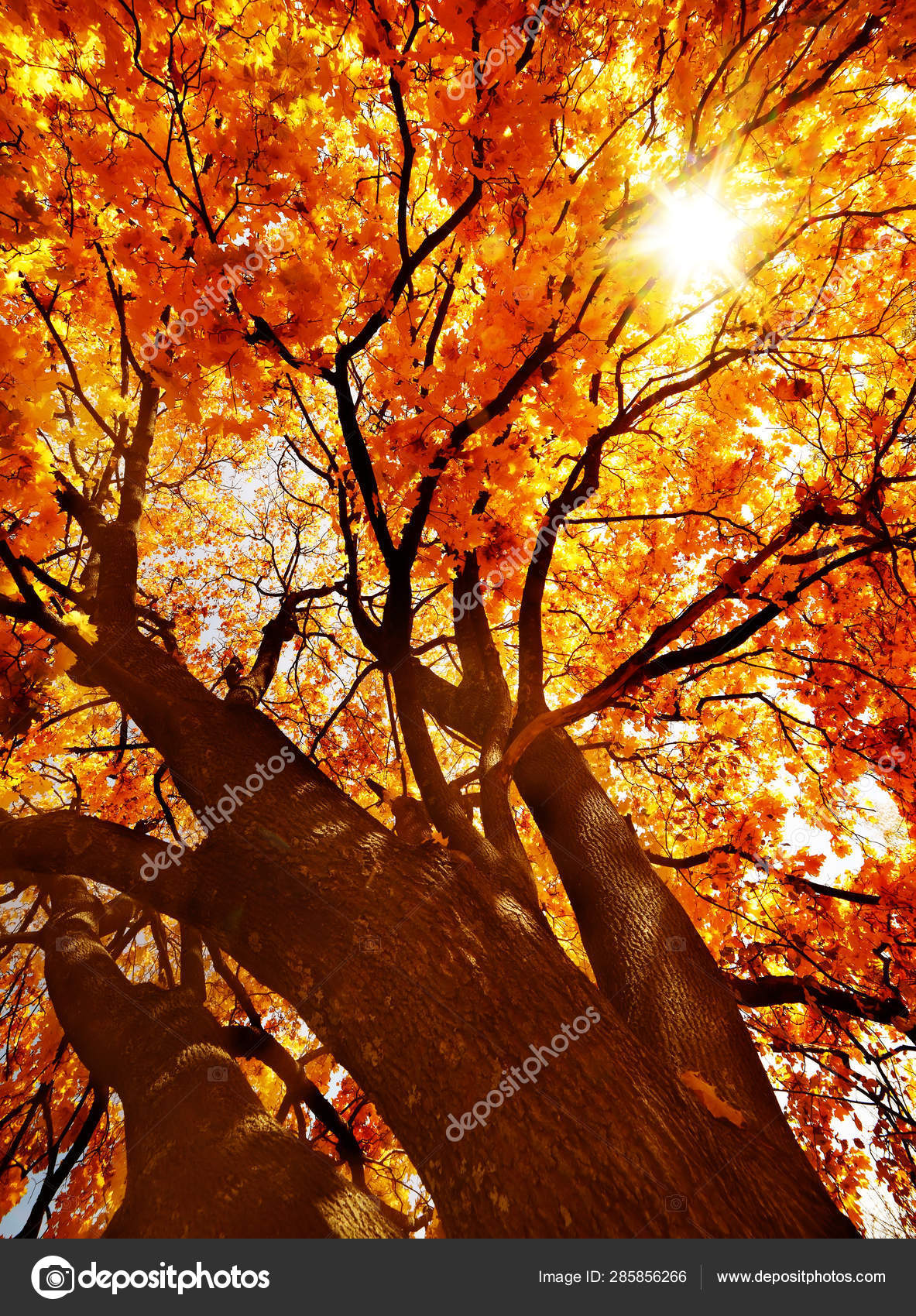 Spreading Mighty Tree Autumn Yellow Maple Bright Yellow Foliage Sunny ...