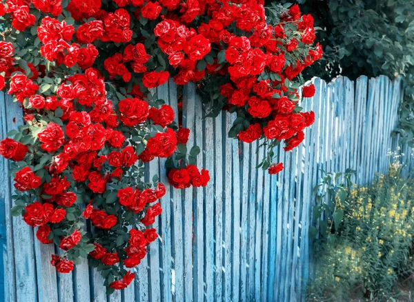 Roses fence Stock Photos, Royalty Free Roses fence Images | Depositphotos