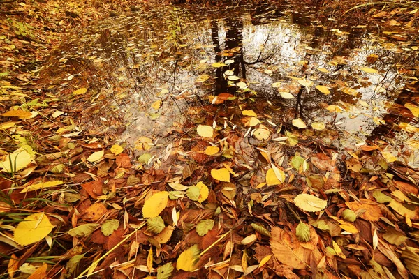 Yellow puddle Images - Search Images on Everypixel