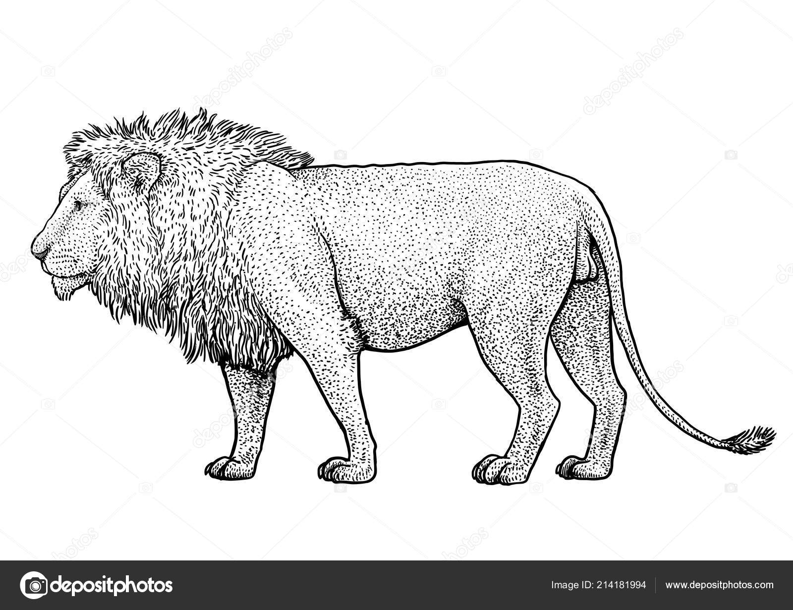 Lion Illustration Drawing Engraving Ink Line Art Vector Stock Vector ...