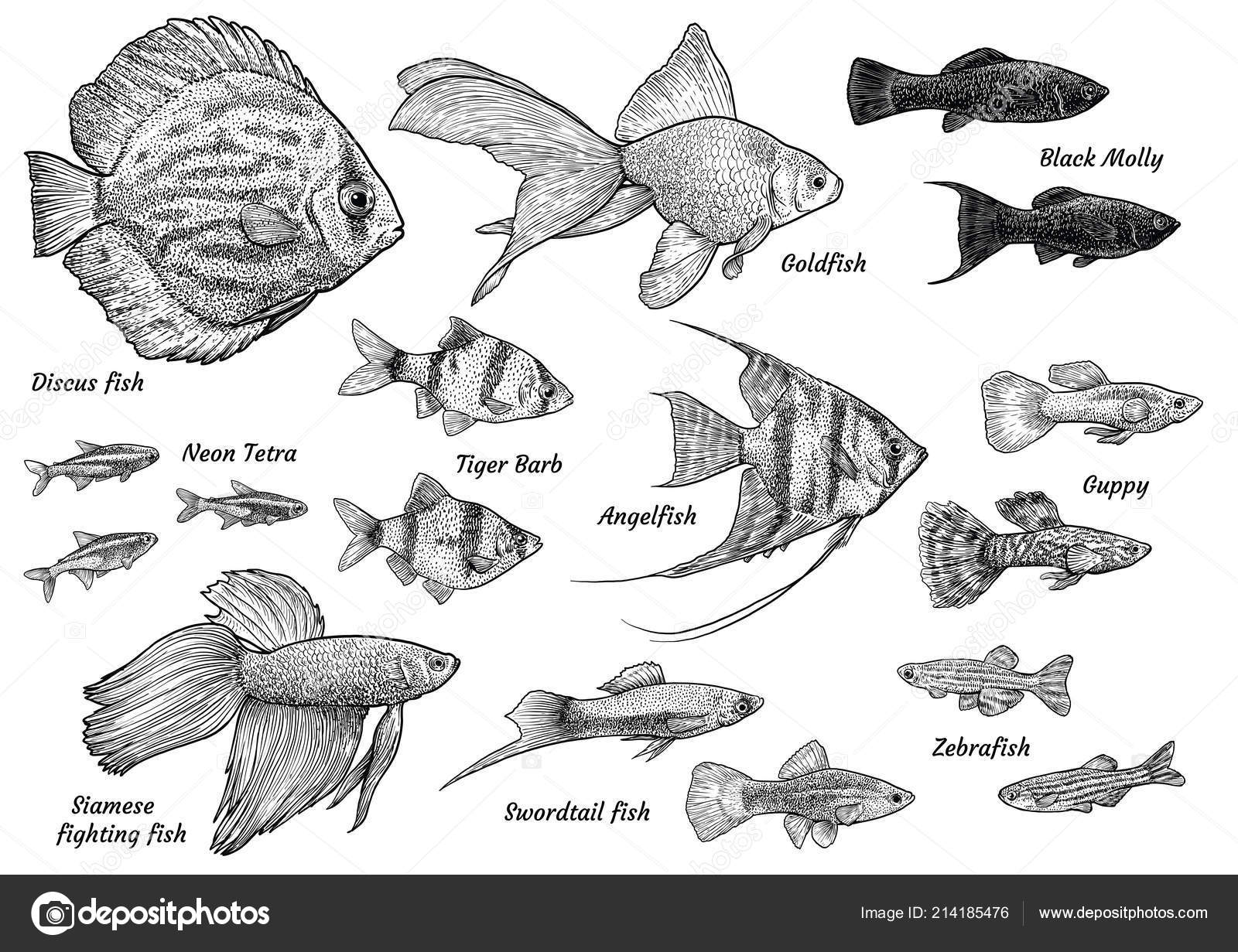 Zebrafish Drawing - Marteko