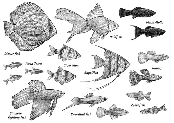 38 Molly fish Vector Images | Depositphotos