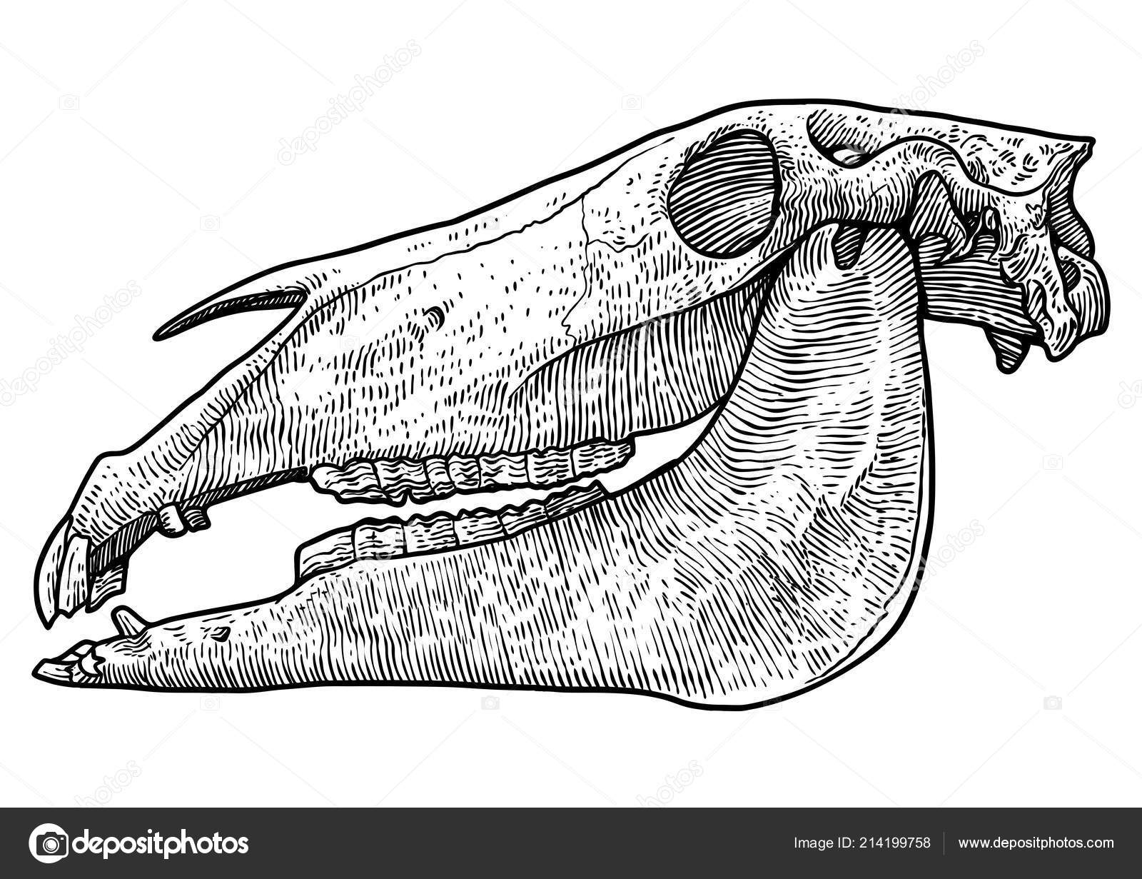 Walrus Skull Drawing