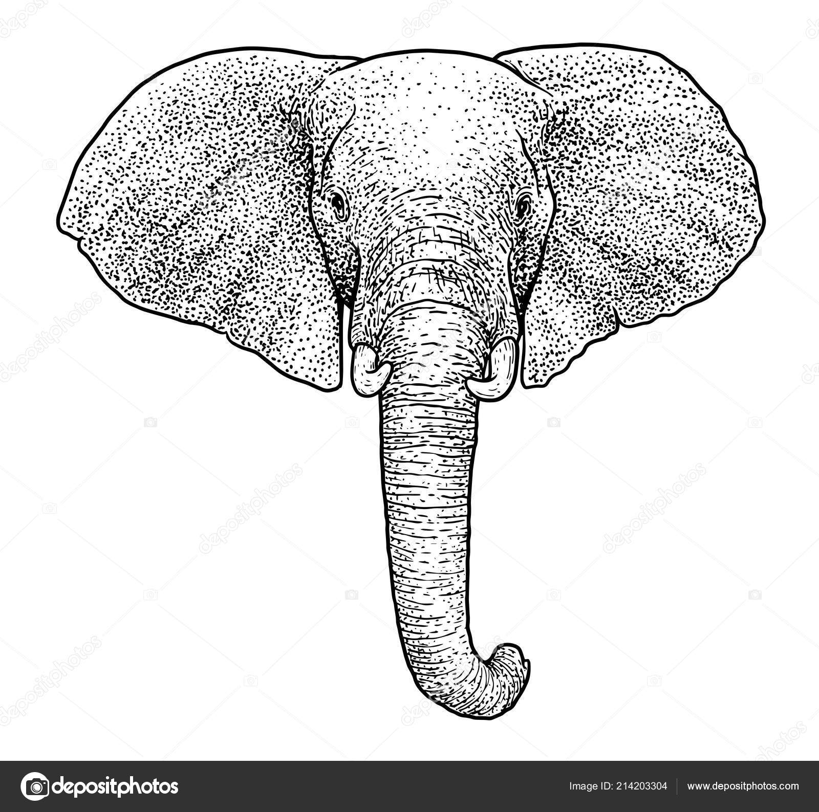 Elefant Hoved Illustration Tegning Gravering Blæk Linje Kunst Vektor ...